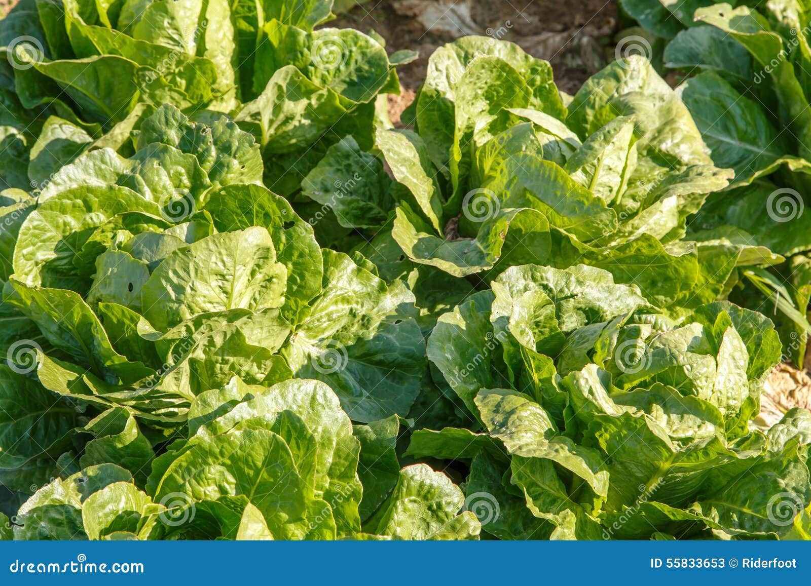 Grupo De La Lechuga De Una Huerta Imagen de archivo - Imagen de hierba ...