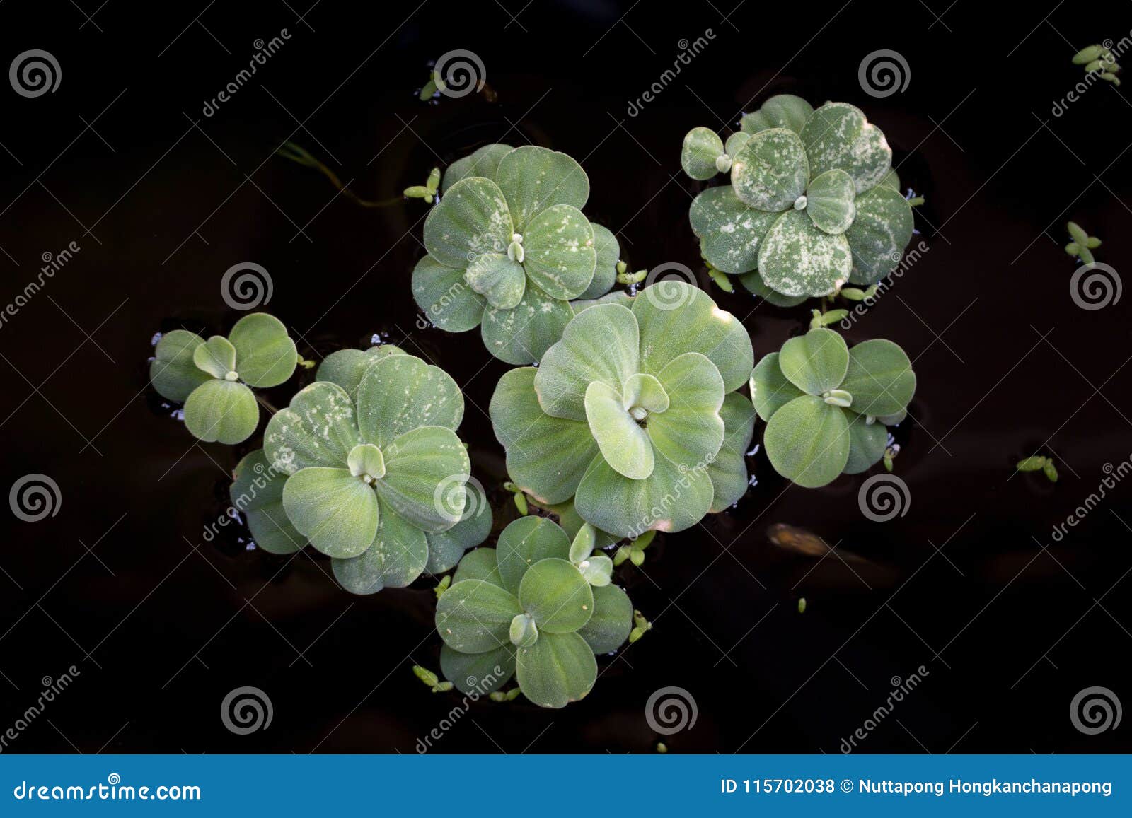 Grupo de lechuga de agua foto de archivo. Imagen de lechuga - 115702038