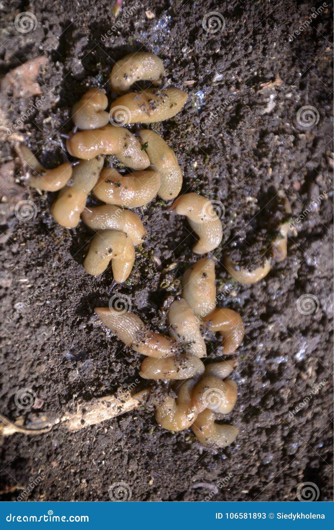 Grupo De Lesmas Que Come Na Terra Imagem de Stock - Imagem de ...