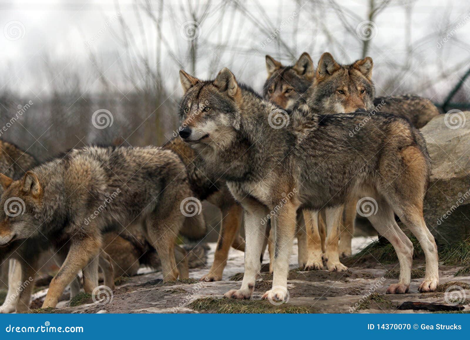 Grupo De Lobos Grises Europeos Foto de archivo - Imagen de despredador ...