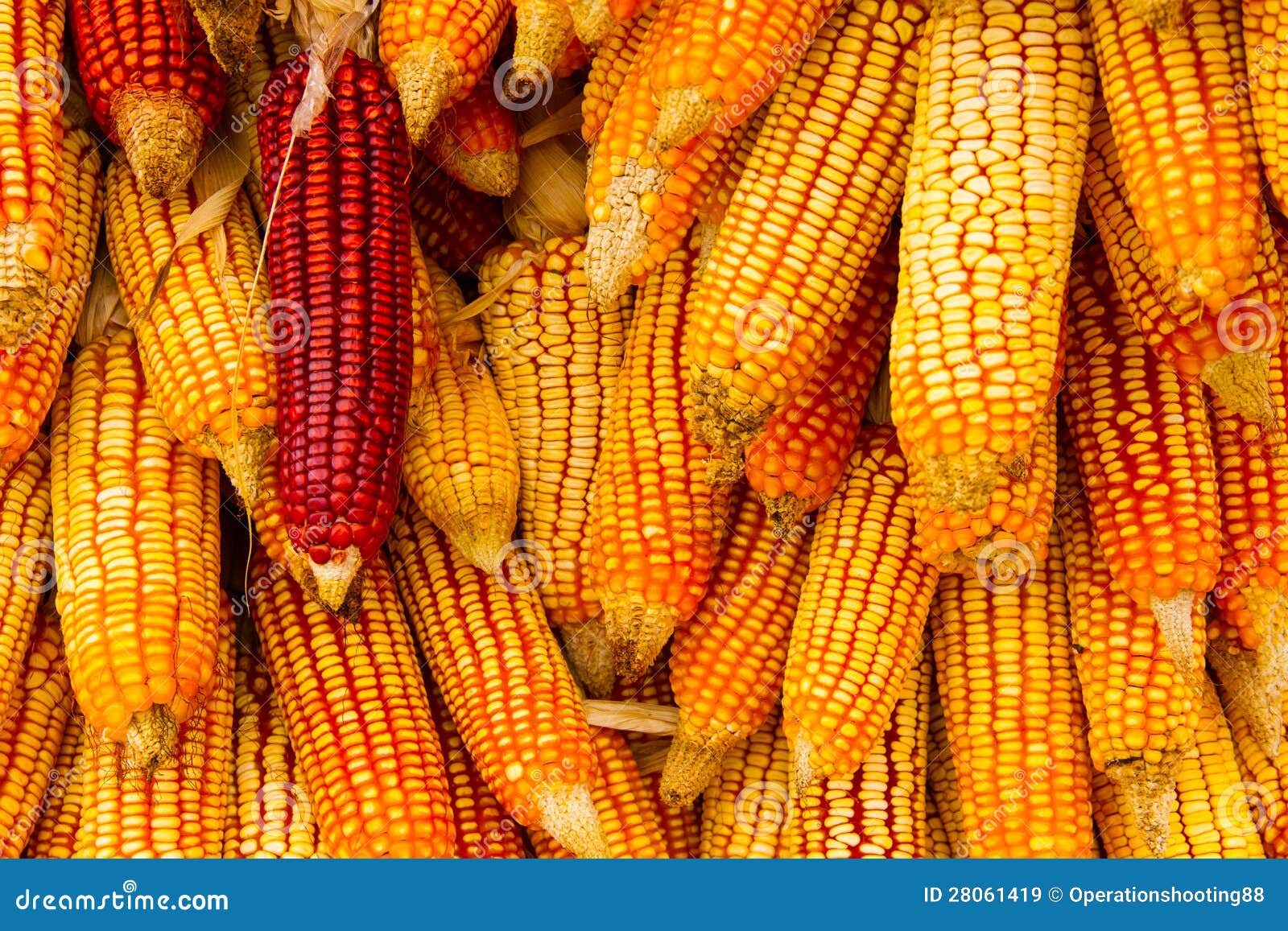 Grupo de milho seco imagem de stock. Imagem de orgânico - 28061419