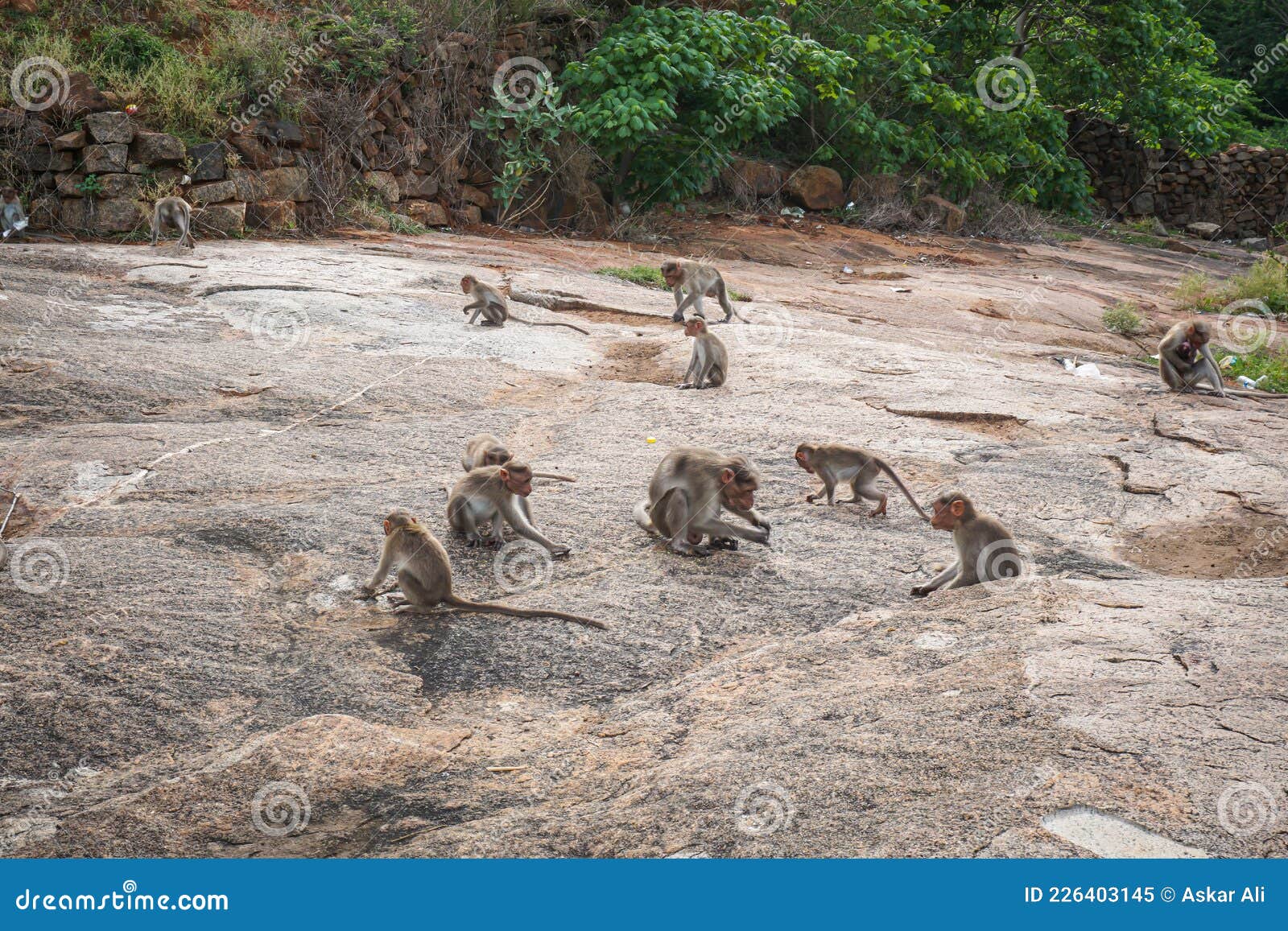 Grupo De Monos Comiendo Comida Imagen de archivo - Imagen de roca, pato ...