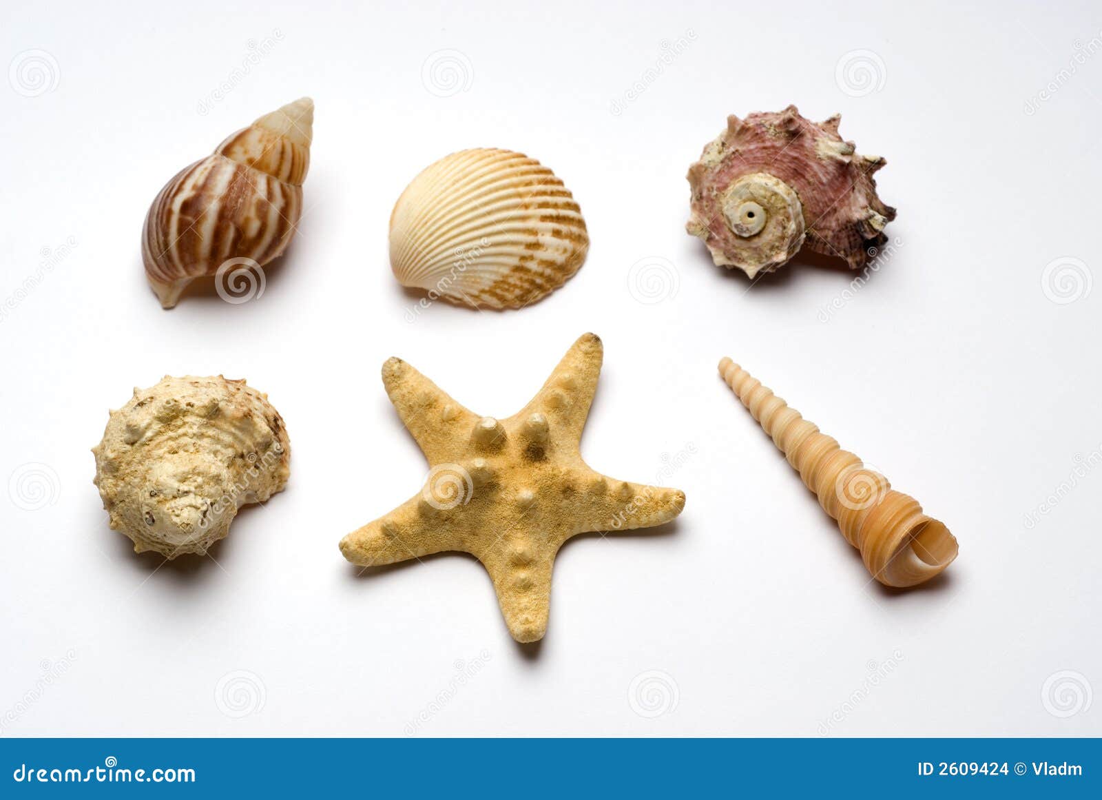 Grupo De Objetos Del Océano Foto de archivo - Imagen de caracol, forma ...