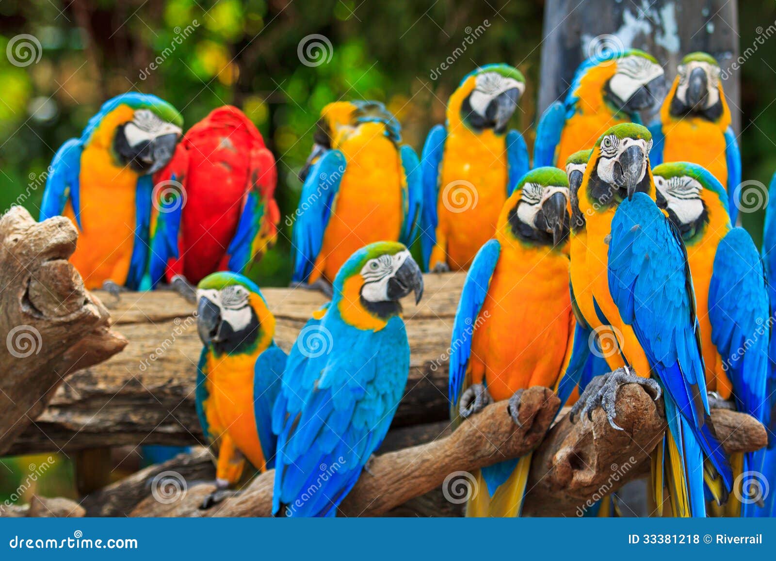 Grupo De Papagaios Da Arara Foto de Stock - Imagem de endangered ...