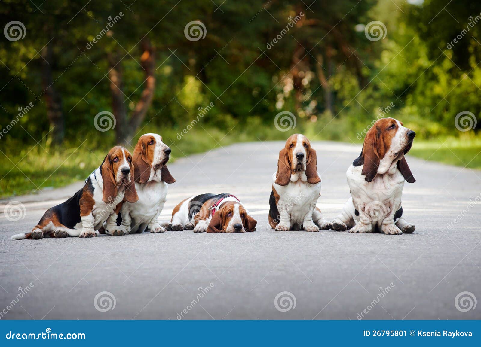 Grupo De Perro De Afloramiento De Los Perros Imagen de archivo - Imagen ...