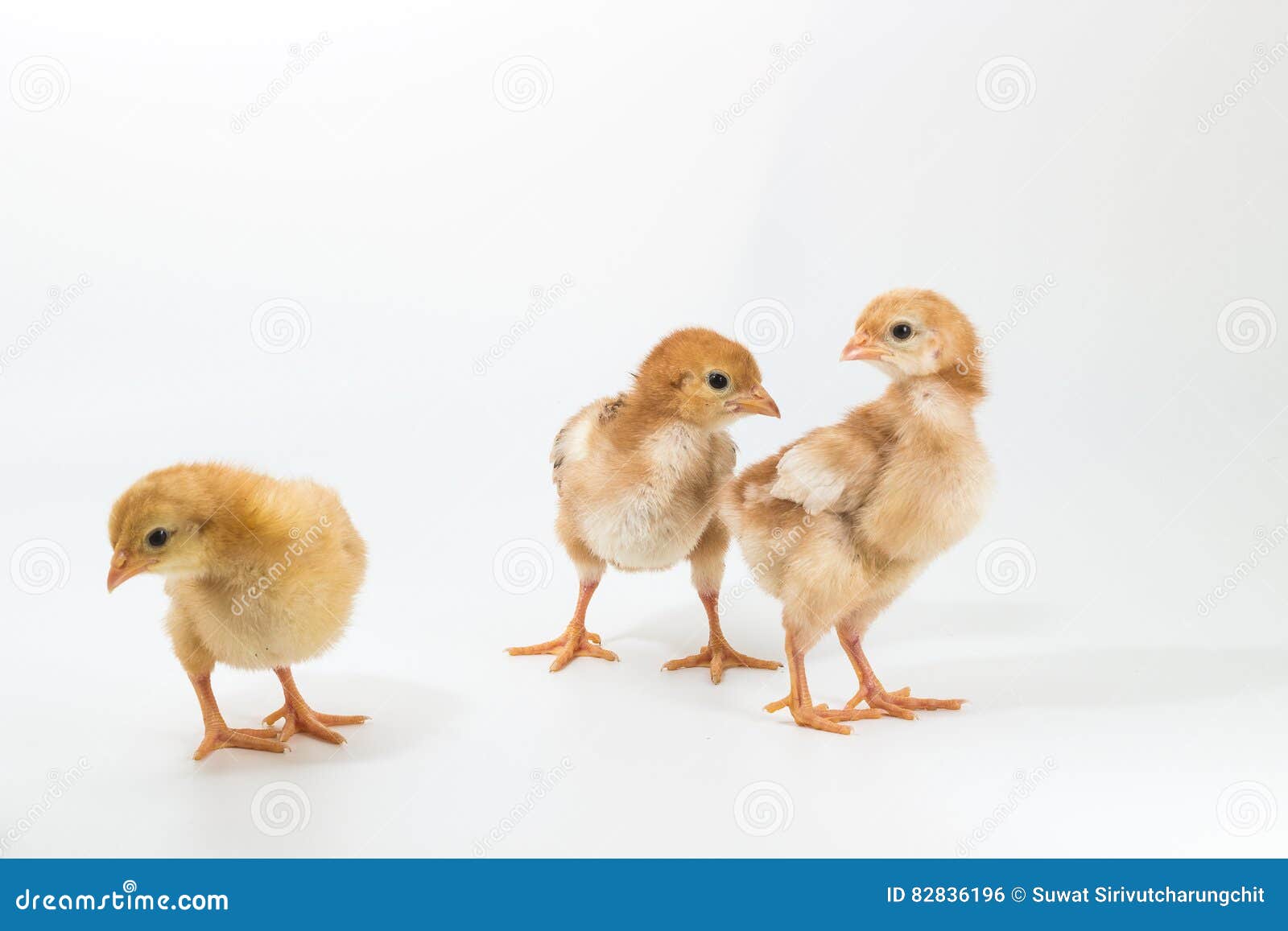 Grupo De Pintainho, Rhode Island Red Chicken Foto de Stock - Imagem de ...