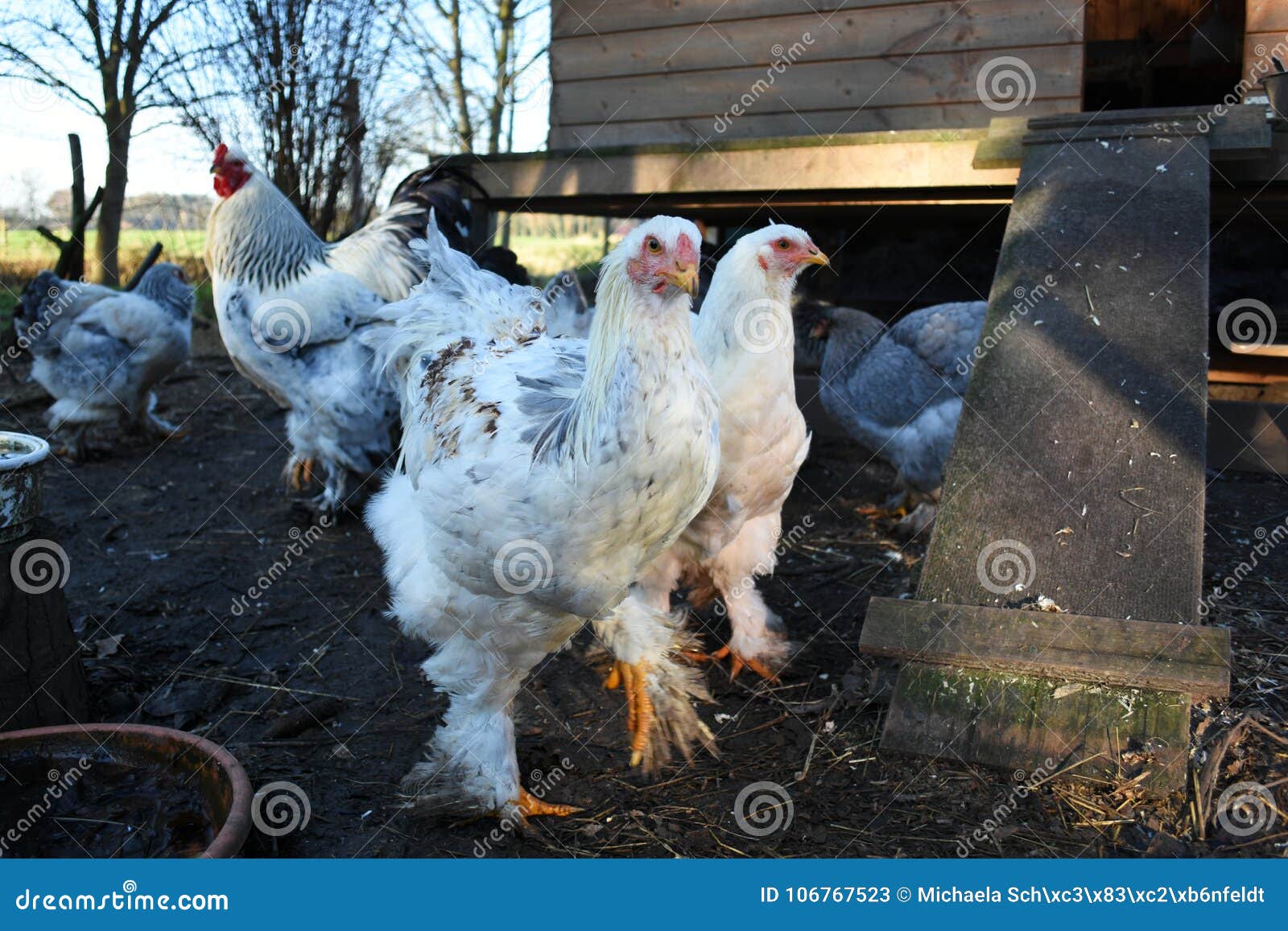 Grupo de pollo de Brahma imagen de archivo. Imagen de pollo - 106767523