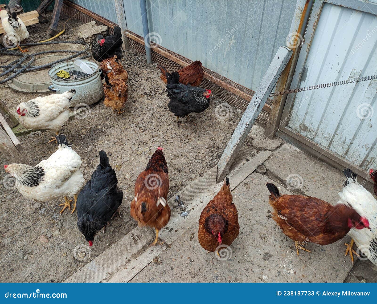 Grupo De Pollos En El Corral Imagen de archivo - Imagen de cubo, vivo ...