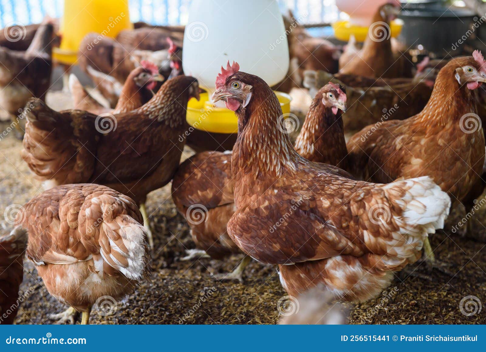 Grupo De Pollos De La Granja Imagen de archivo - Imagen de polluelos ...
