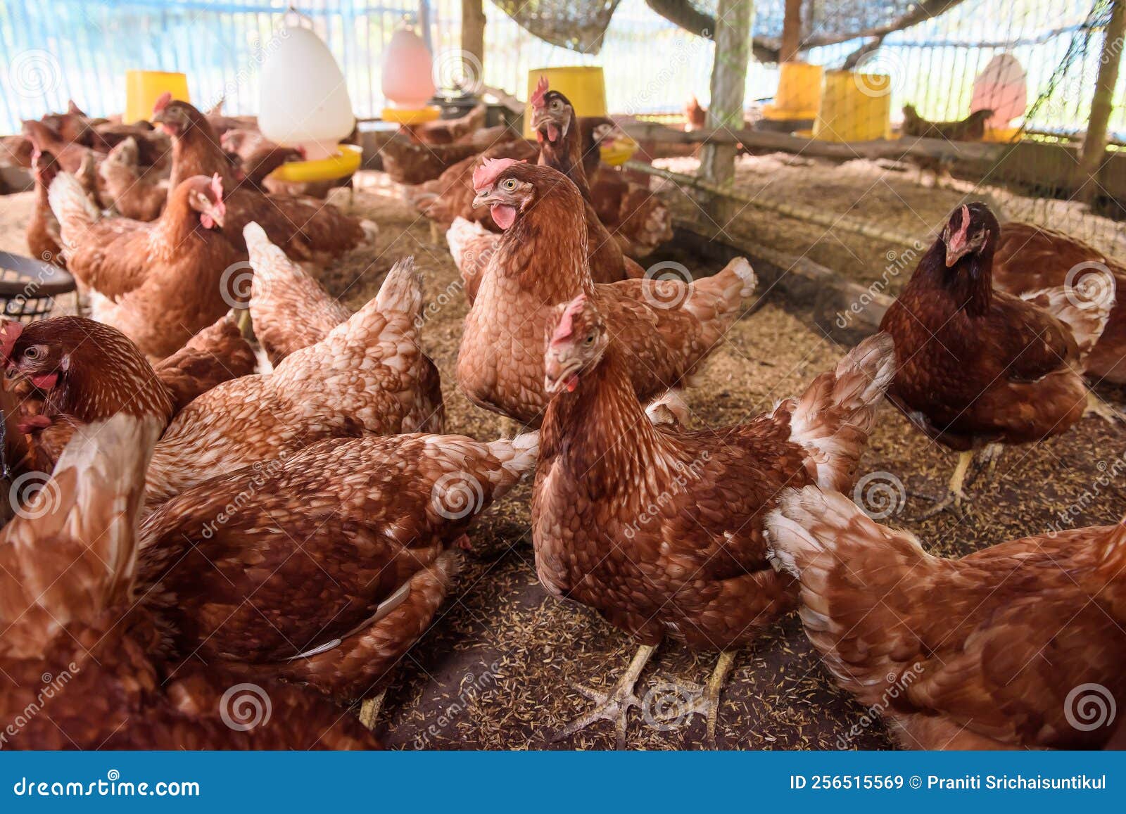 Grupo De Pollos De La Granja Imagen de archivo - Imagen de doméstico ...