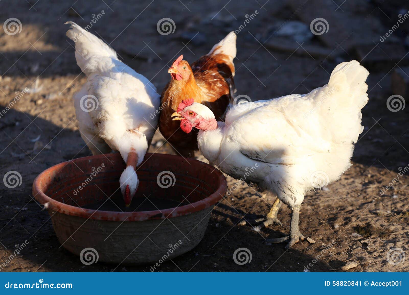 Grupo De Pollos Que Comen En Henyard Imagen de archivo - Imagen de poultry, coma: 58820841
