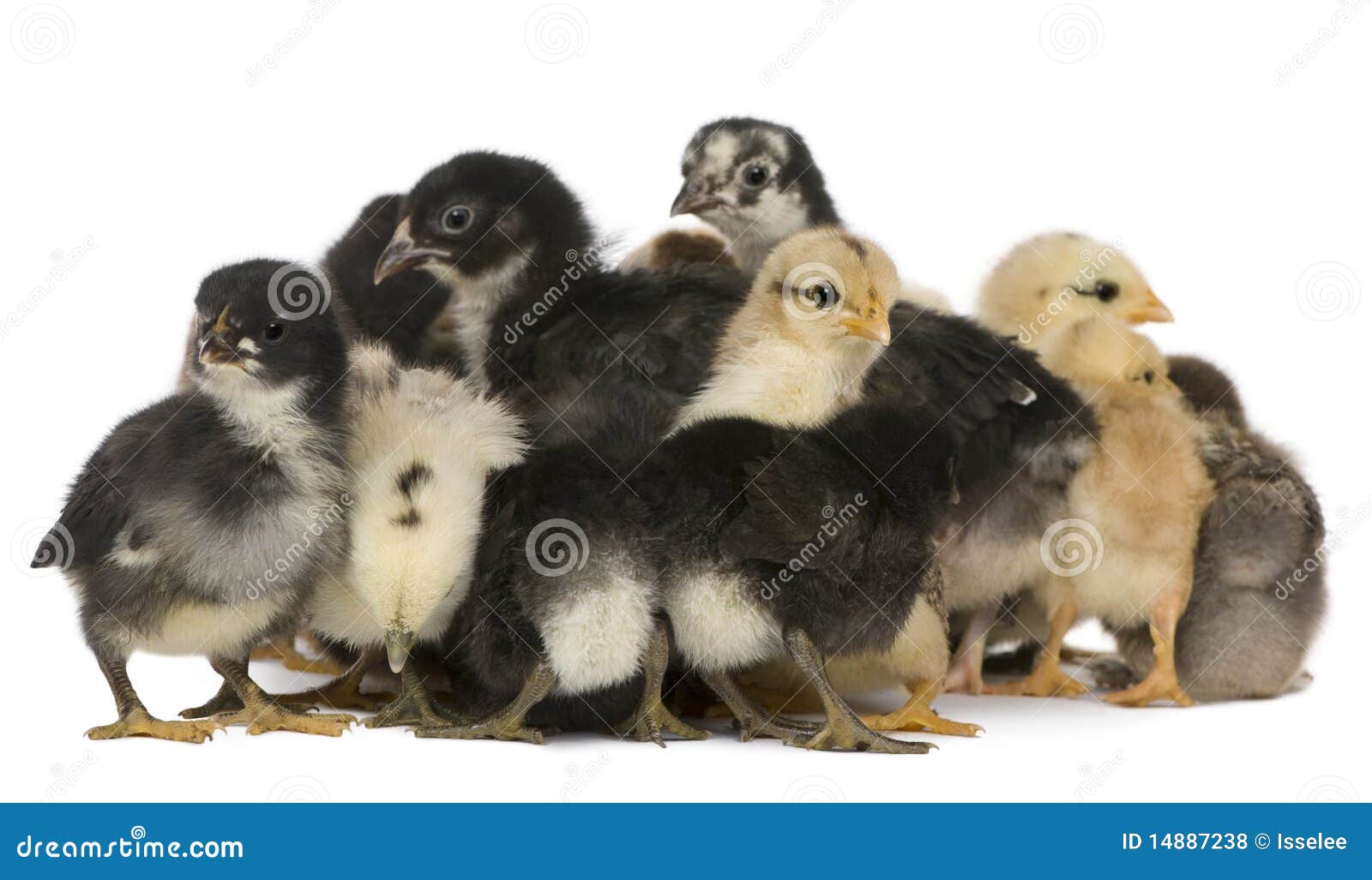 Grupo de polluelos foto de archivo. Imagen de tiro, corte - 14887238