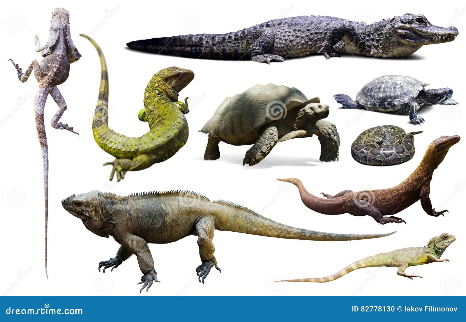 Grupo de répteis isolados foto de stock. Imagem de perigoso - 82778130