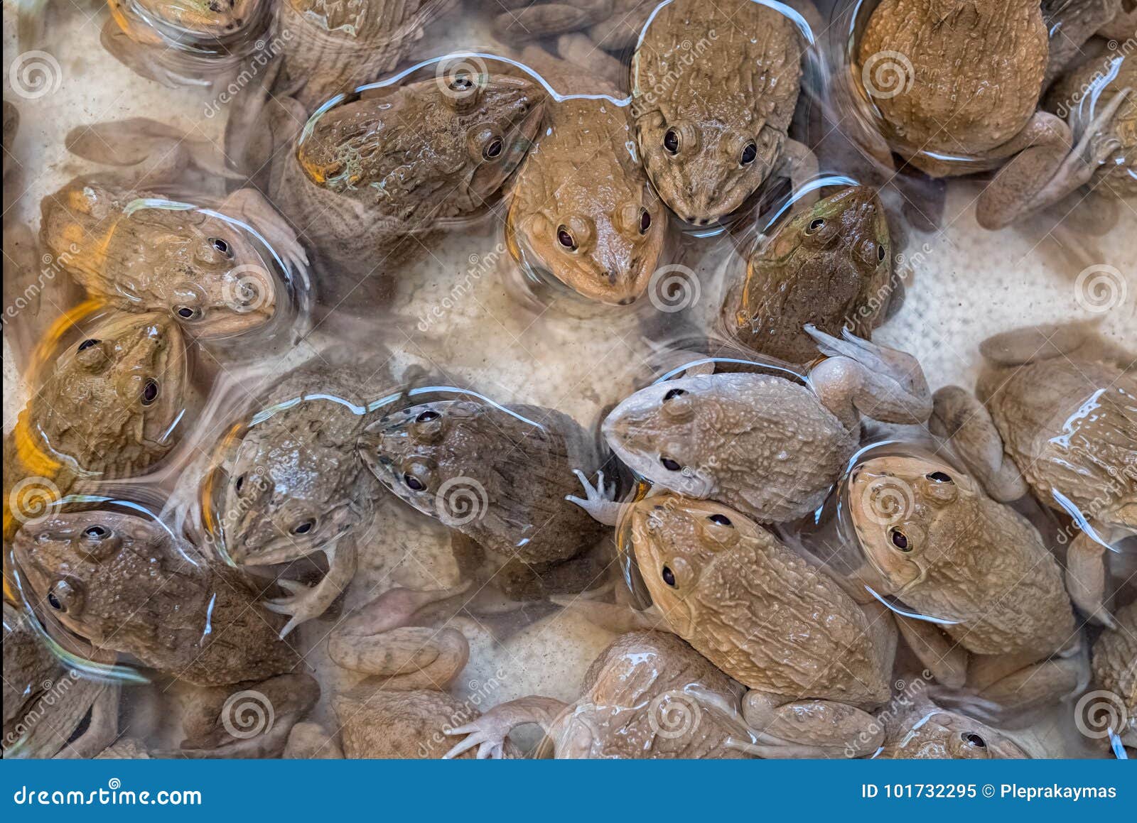 Grupo de ranas imagen de archivo. Imagen de tropical - 101732295