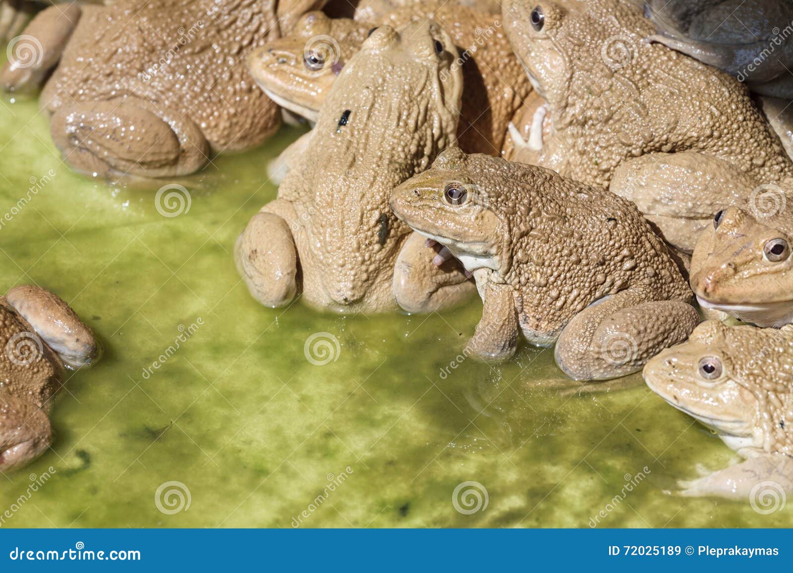 Grupo de ranas imagen de archivo. Imagen de ranas, salto - 72025189