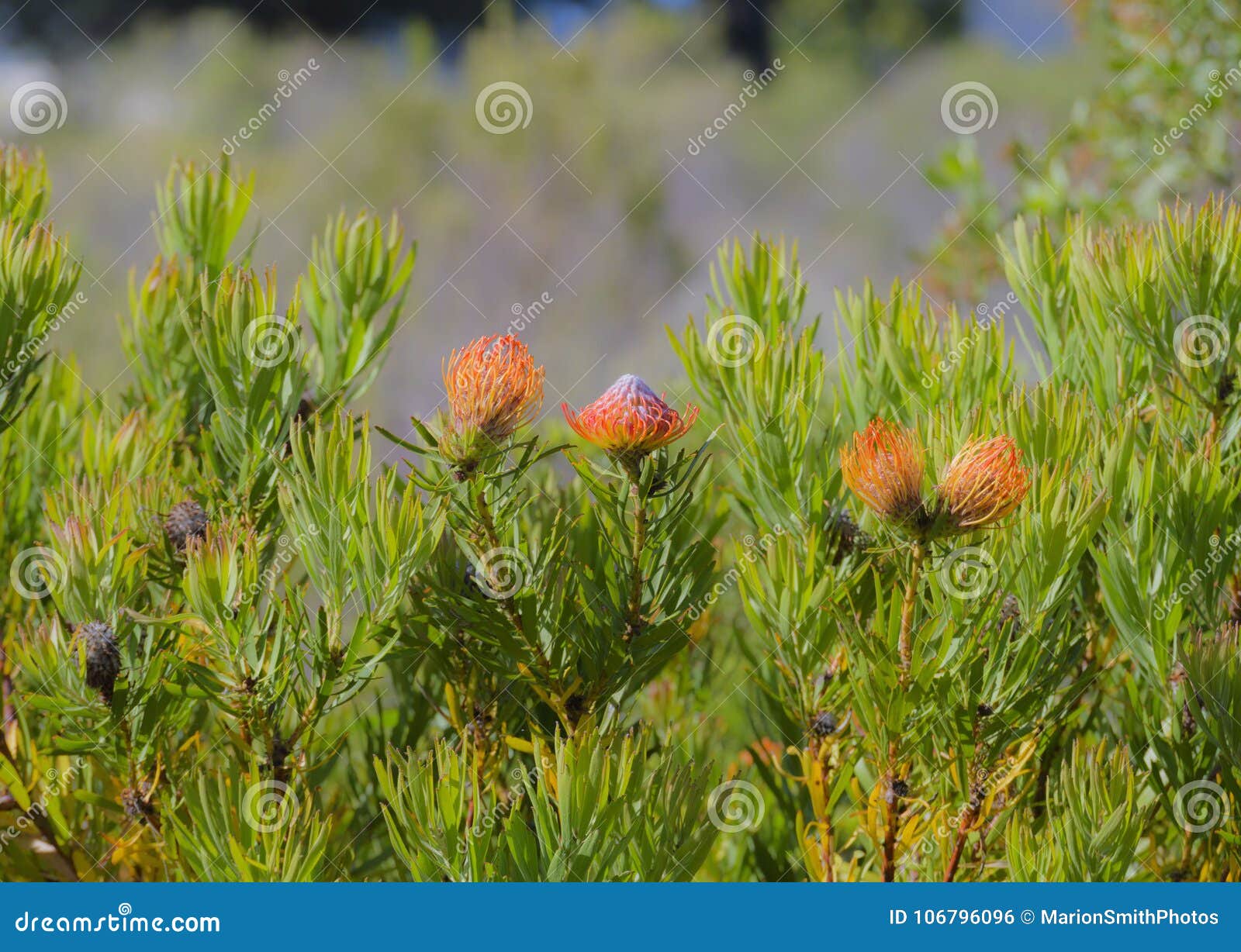 Grupo De Rey Protea, Cynaroides Del Protea Foto de archivo - Imagen de ...