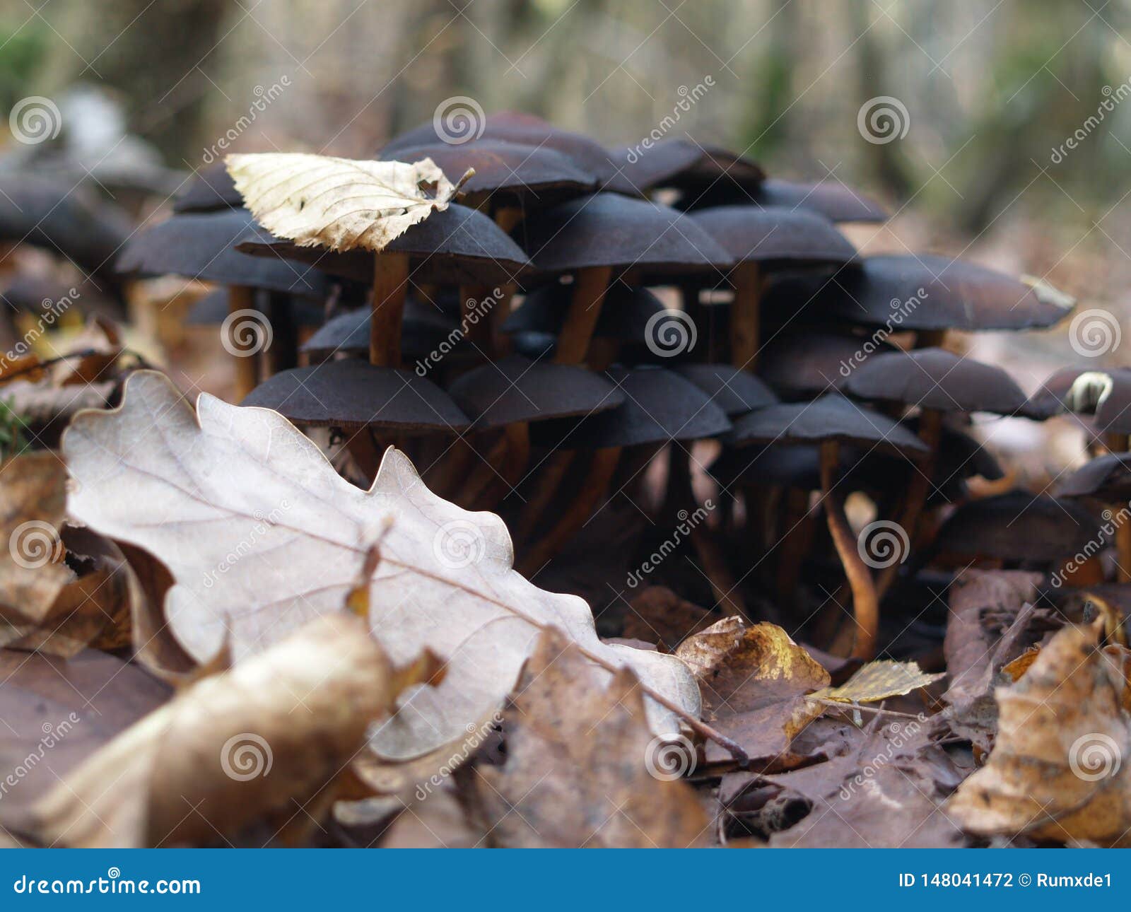 Grupo de setas negras foto de archivo. Imagen de retirado - 148041472