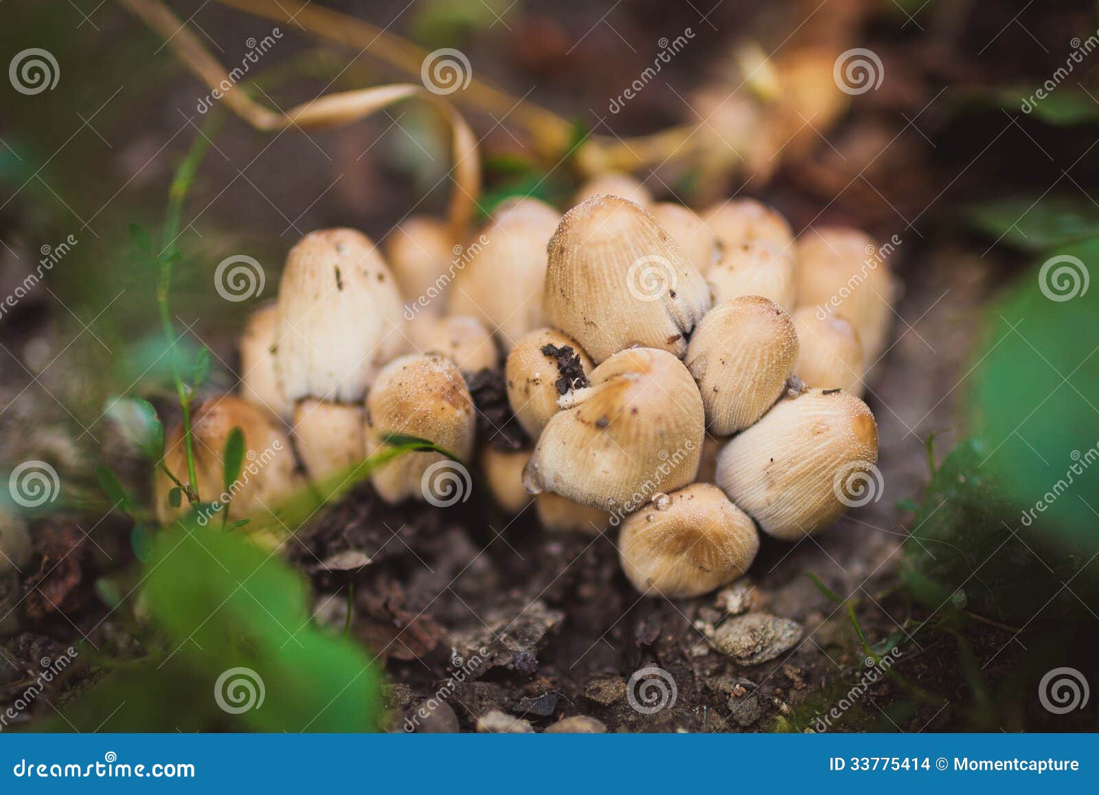 Grupo De Setas Venenosas Hermosas Foto de archivo - Imagen de planta ...