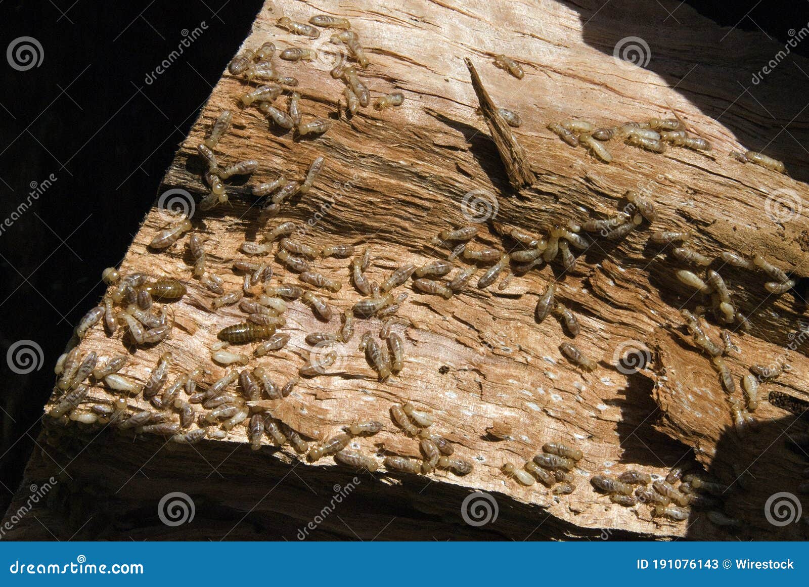 Grupo De Termitas Obreras En Madera Imagen de archivo - Imagen de fauna ...