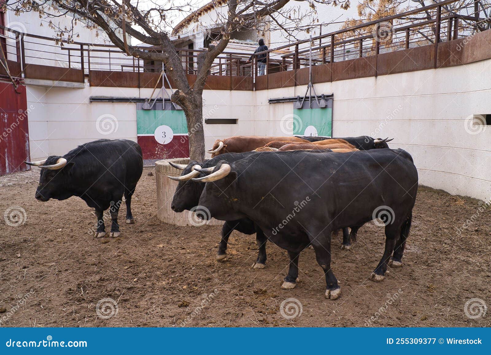 Grupo De Toros Dentro De Un Granero Imagen de archivo - Imagen de ...