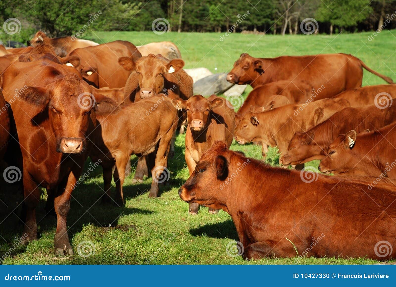 Grupo De Vaca Marrom No Prado Verde Foto de Stock - Imagem de campo ...