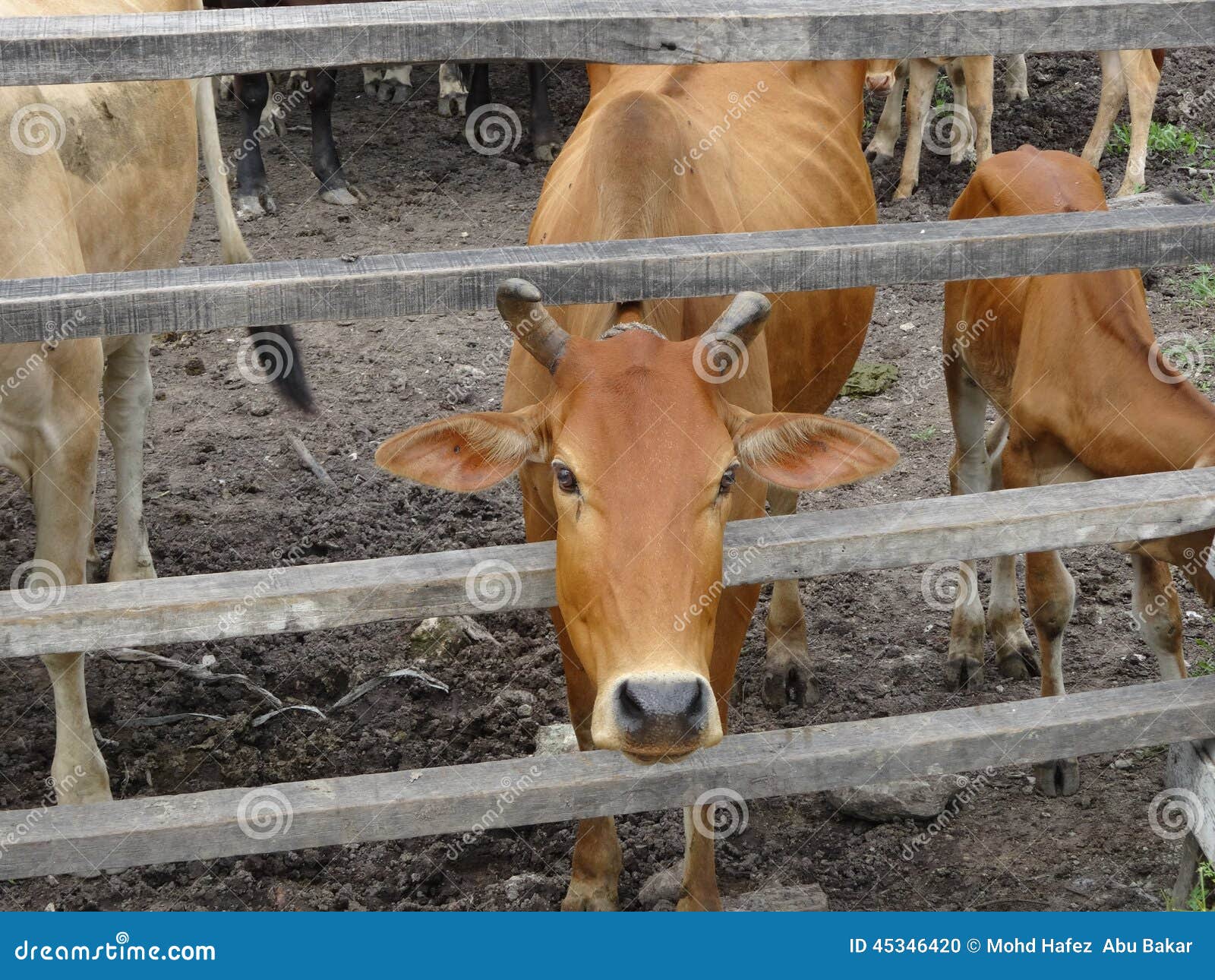 Grupo De Vacas En El Rancho Foto de archivo - Imagen de rancho, grupo ...