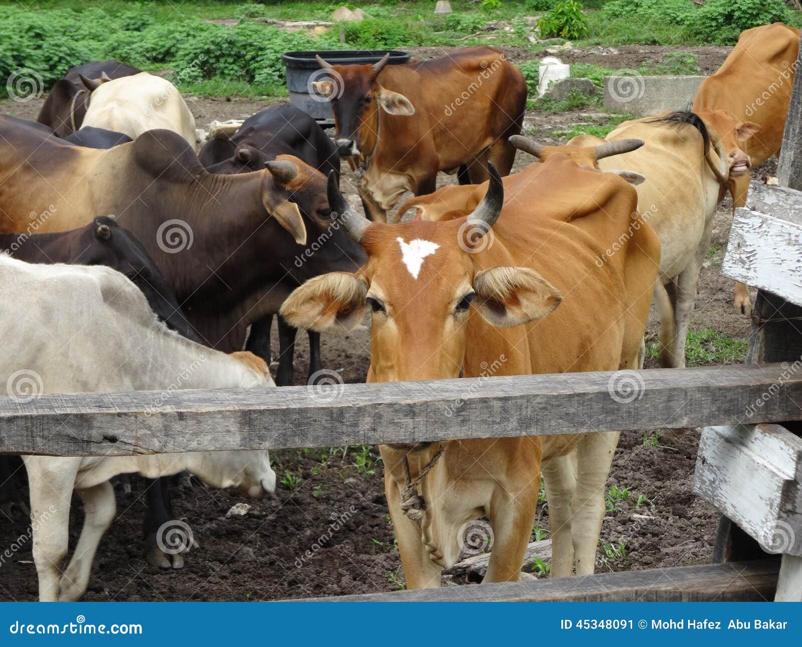 Grupo De Vacas En El Rancho Imagen de archivo - Imagen de vaca, rancho ...