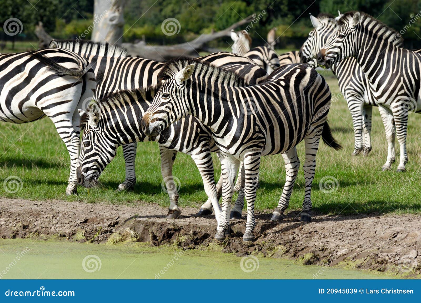 Grupo de zebras imagem de stock. Imagem de camuflar, carrinho - 20945039