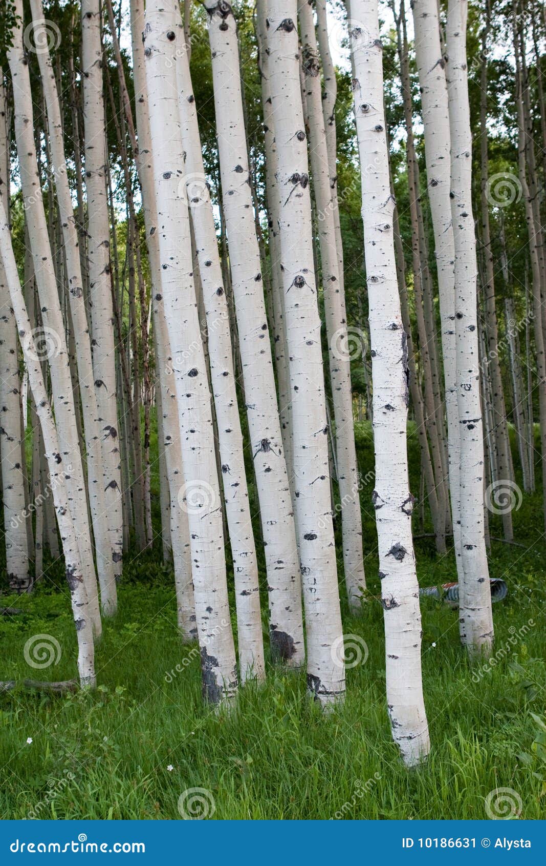 Grupo Denso De árboles De Temblor Aspen Imagen de archivo - Imagen de ...