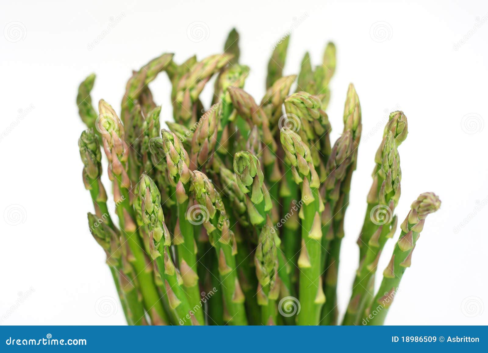 Grupo dos espargos imagem de stock. Imagem de espargos - 18986509