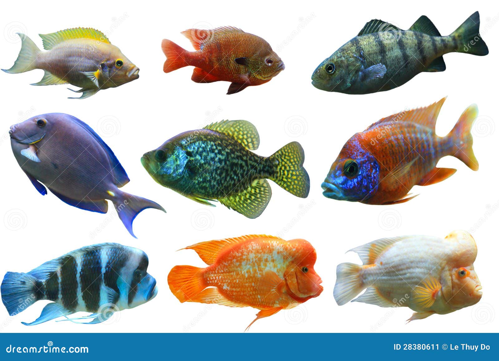 Grupo dos peixes imagem de stock. Imagem de peixes, brilhante - 28380611