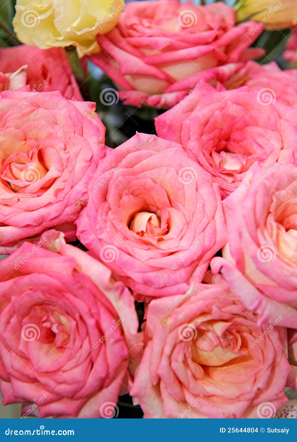 Grupo grande das rosas foto de stock. Imagem de fundo - 25644804
