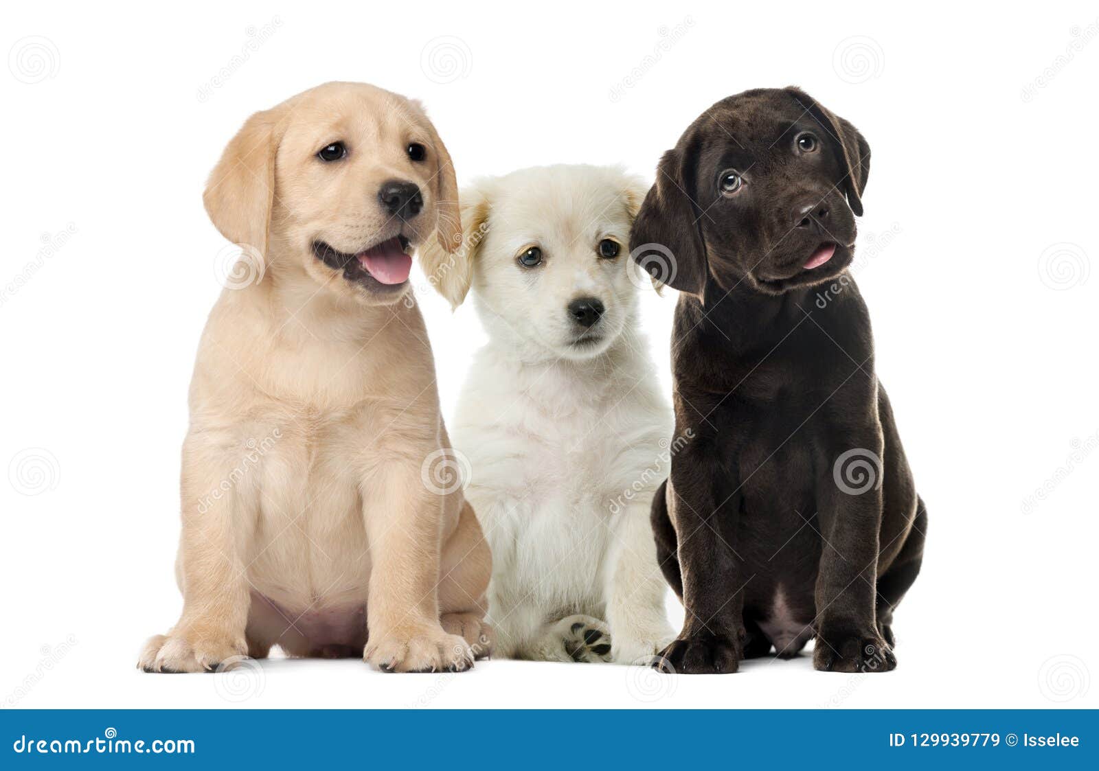 Grupos De Perros, Perritos De Labrador Imagen de archivo - Imagen de ...