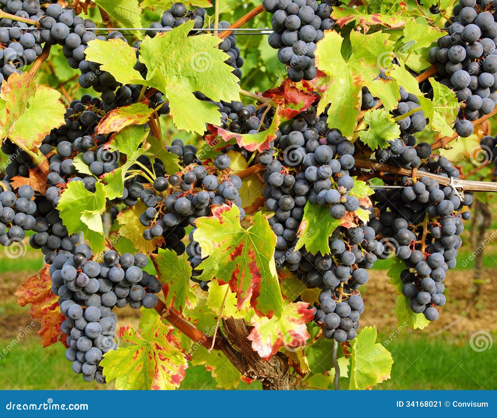 Grupos de uvas do Merlot imagem de stock. Imagem de nutritivo - 34168021
