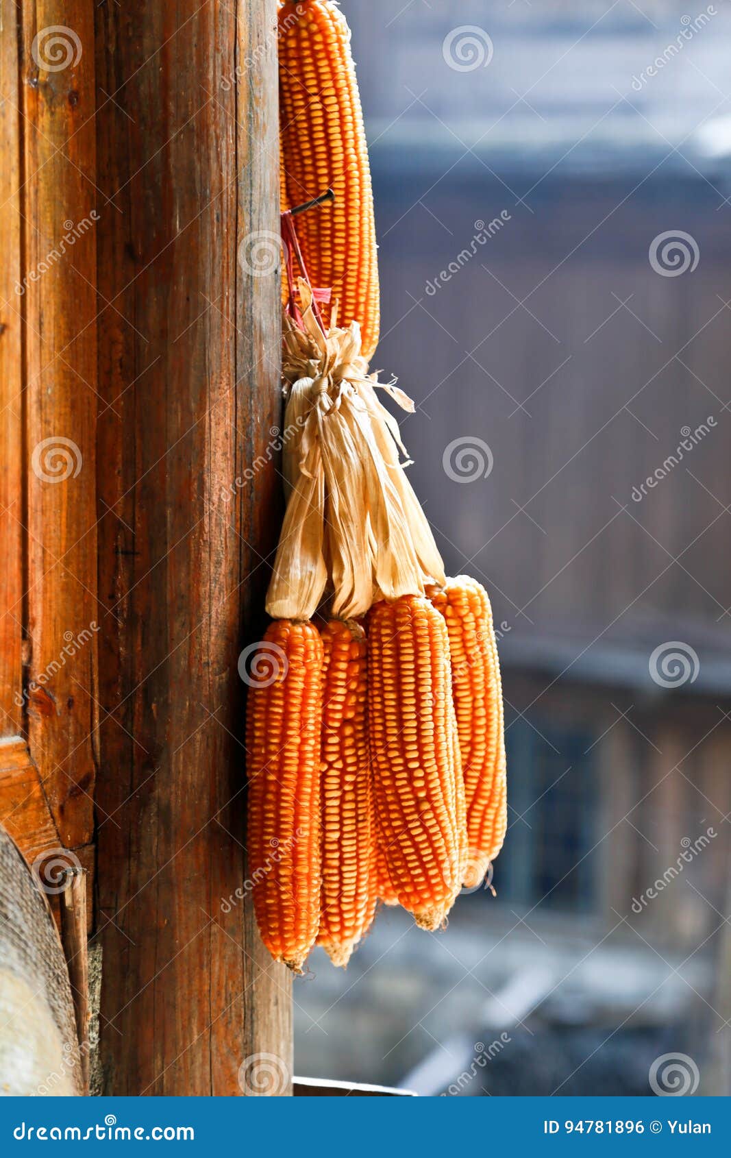 Grupos Do Milho Seco Em Retroiluminado Foto de Stock - Imagem de teto ...