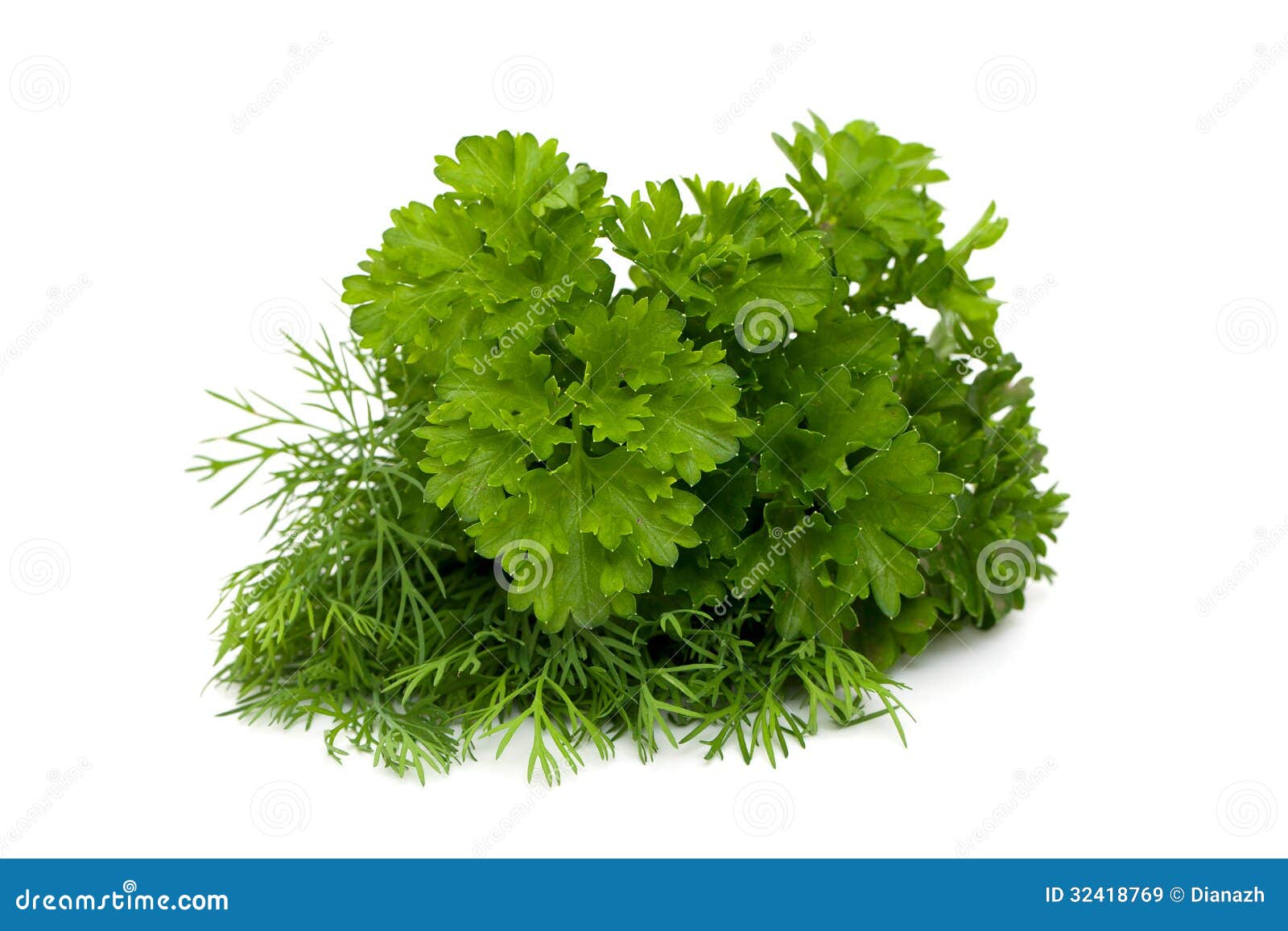 Grupp av dill och persilja fotografering för bildbyråer. Bild av sunt ...
