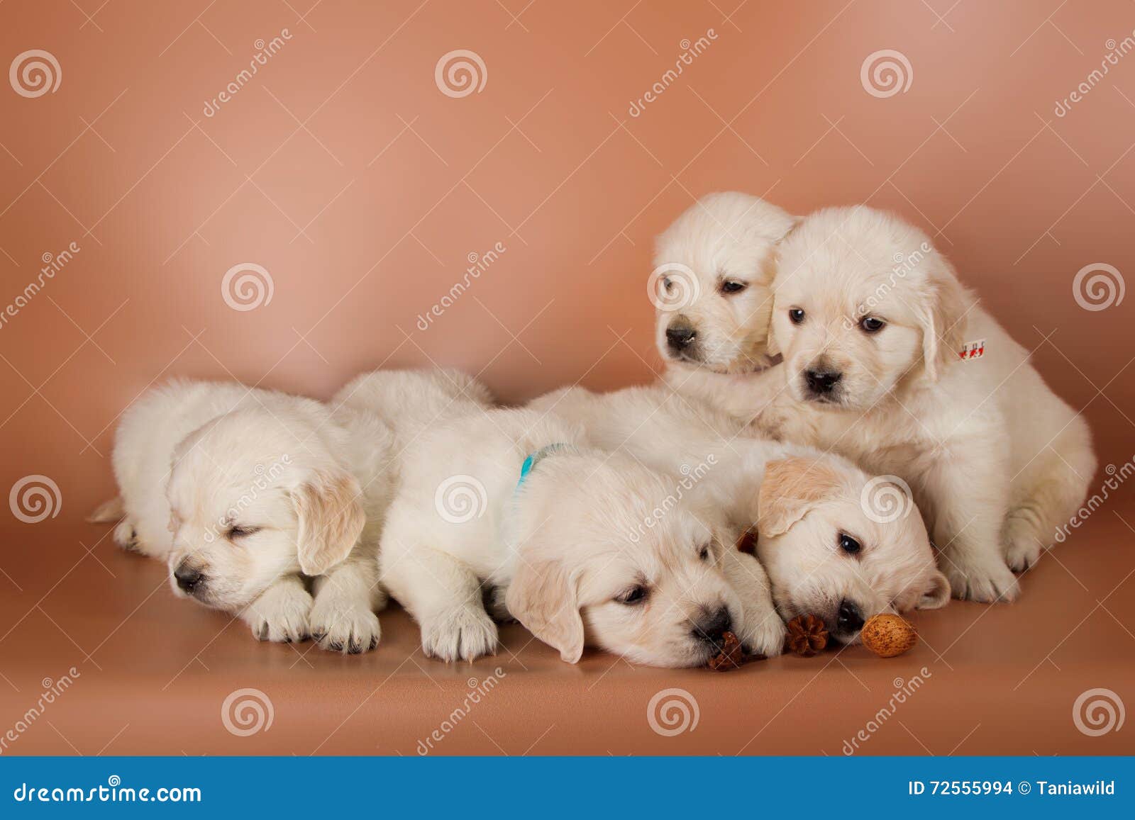 Grupp Av Gulliga Labrador Valpar Arkivfoto - Bild av liten, angus: 72555994