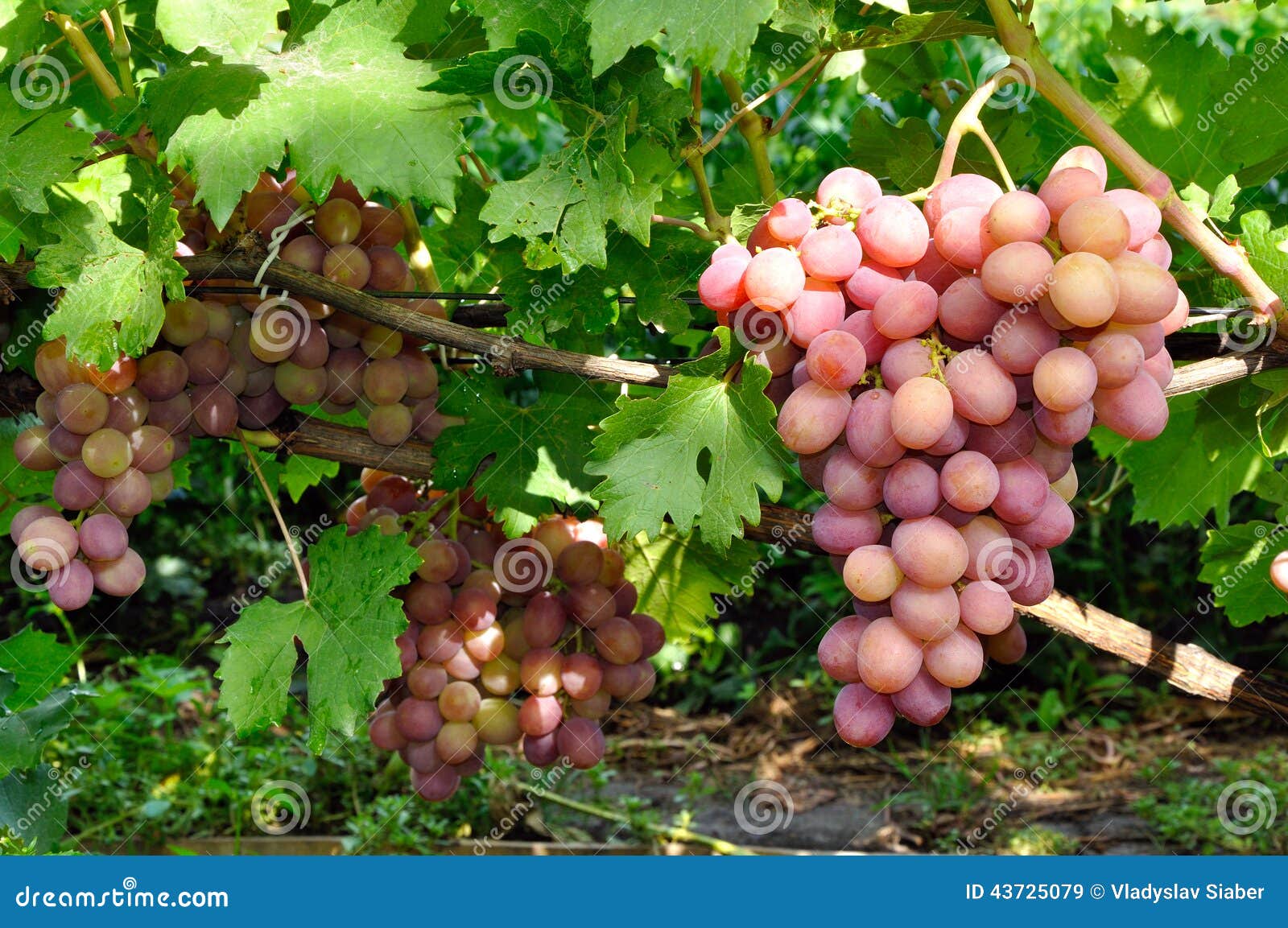 Gruppe Der Rosa Traube Auf Rebe Stockbild - Bild von trauben, bündel ...