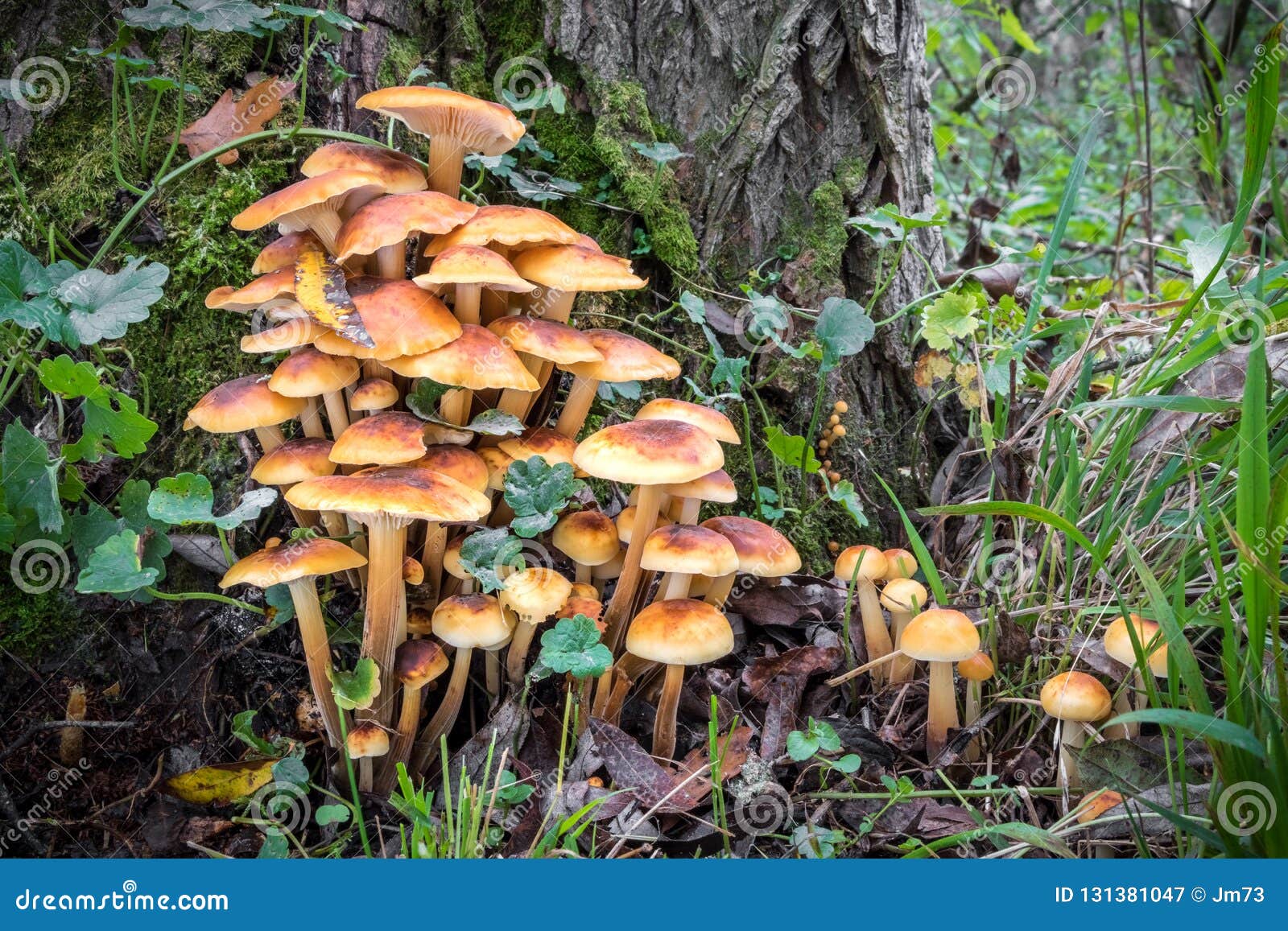 Gruppe Essbare Pilze Bekannt Als Enokitake Stockbild - Bild von ...