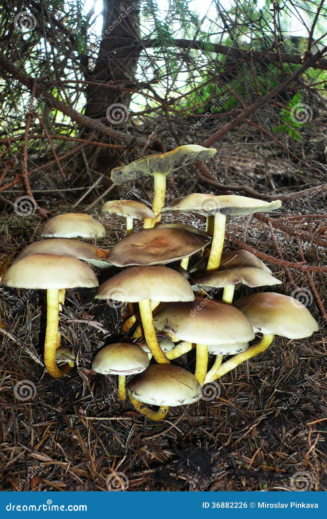 Gruppe Giftige Pilze in Einem Wald Stockfoto - Bild von saisonal ...