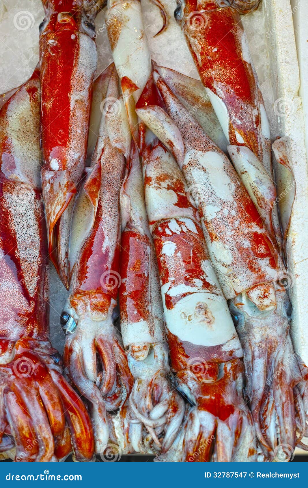 Gruppe Kalmare stockbild. Bild von meer, koch, marinesoldat - 32787547