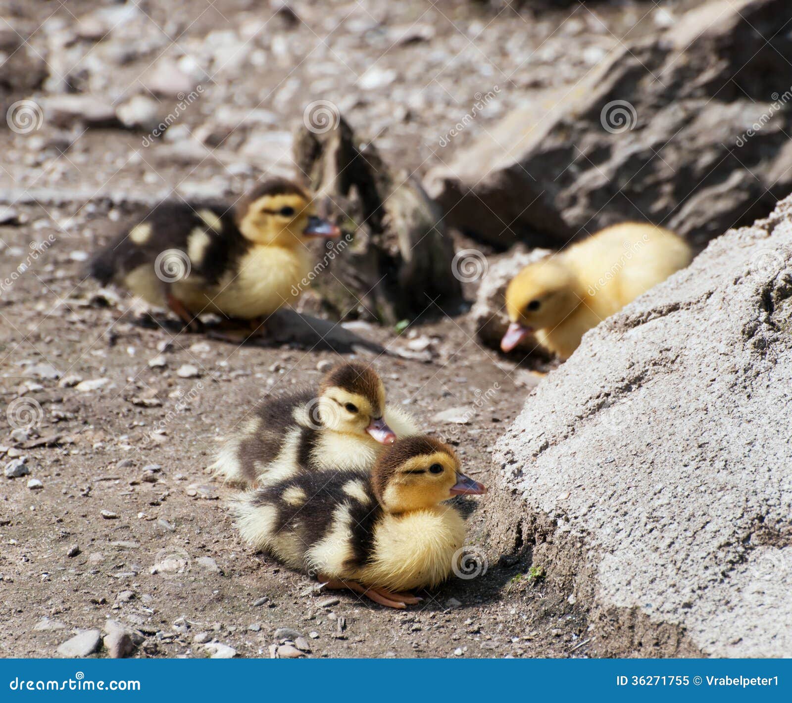 Gruppe nette gelbe Enten stockbild. Bild von gefieder - 36271755
