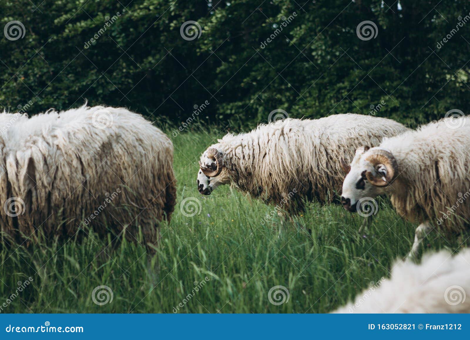 Gruppe Oder Herde Von Schafen Stockbild - Bild von land, inländisch ...