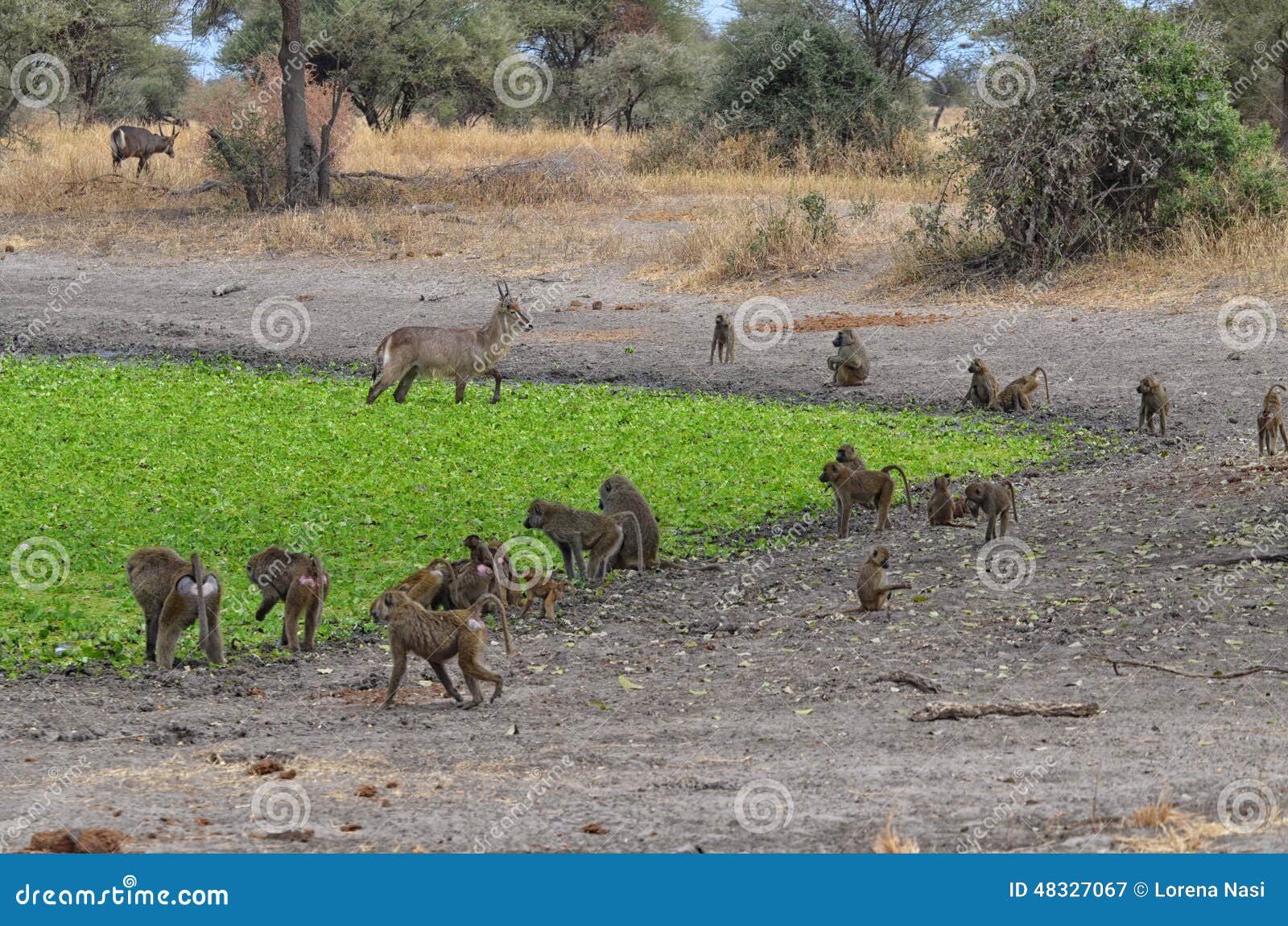 Gruppe Paviane Mit Antilopen Stockbild - Bild von tansania, safari ...