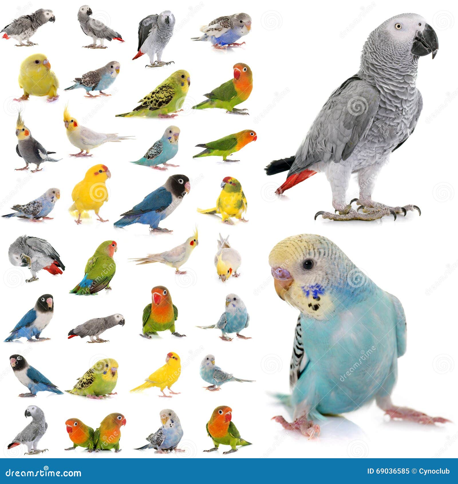 Gruppe Sittiche Und Papageien Stockbild - Bild von haustier, gruppe ...