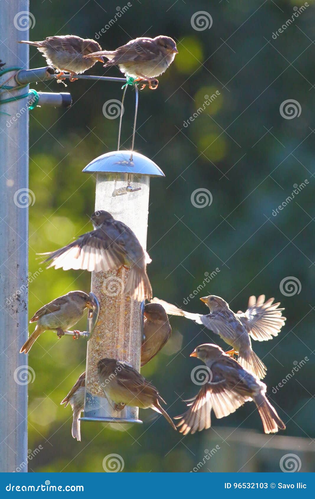 Gruppe Spatzen, Die Von Der Gartenzufuhr Essen Stockbild - Bild von ...