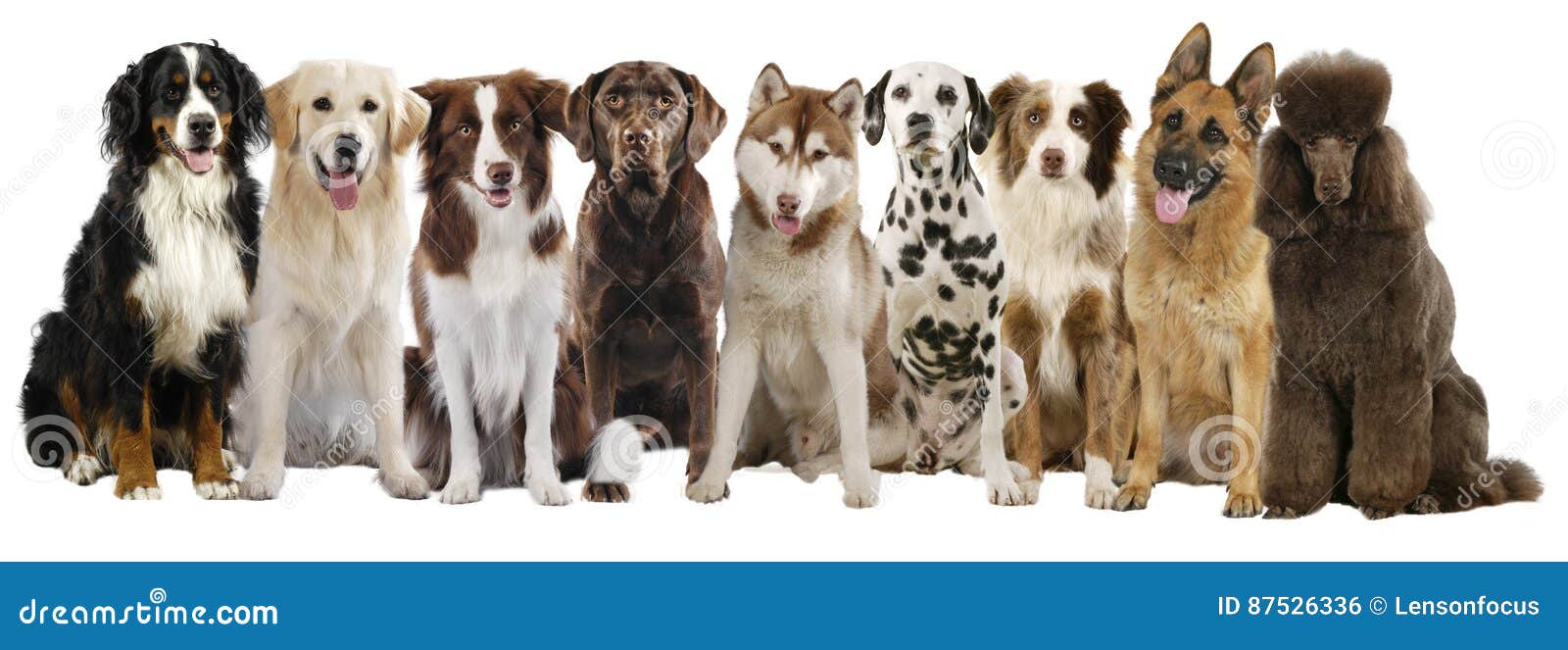Gruppe Verschiedene Große Hunderassen Stockfoto - Bild von deutsch ...