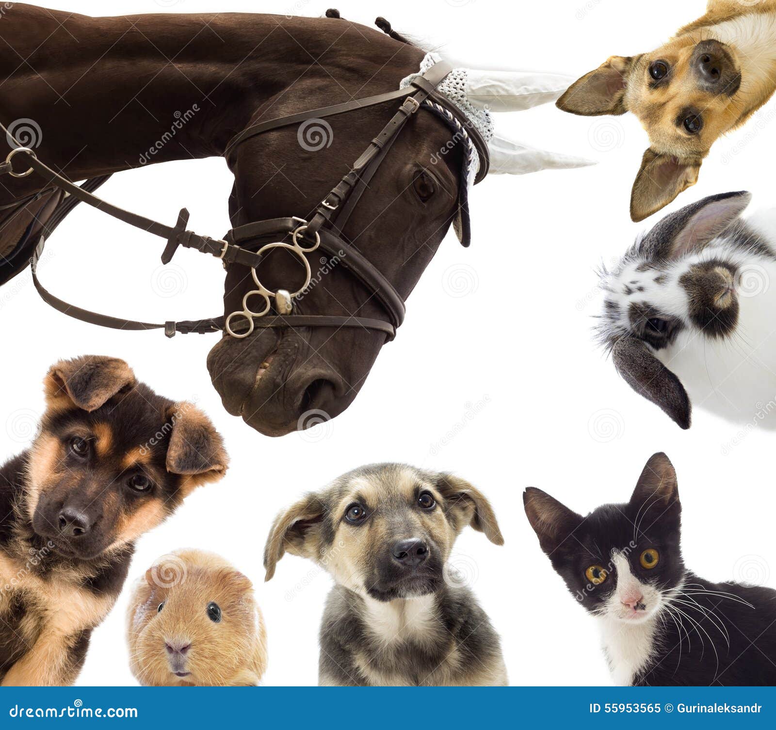Gruppe Verschiedene Haustiere Stockbild - Bild von nett ... Gruppe Verschiedene Haustiere Stockbild - Bild von nett ...