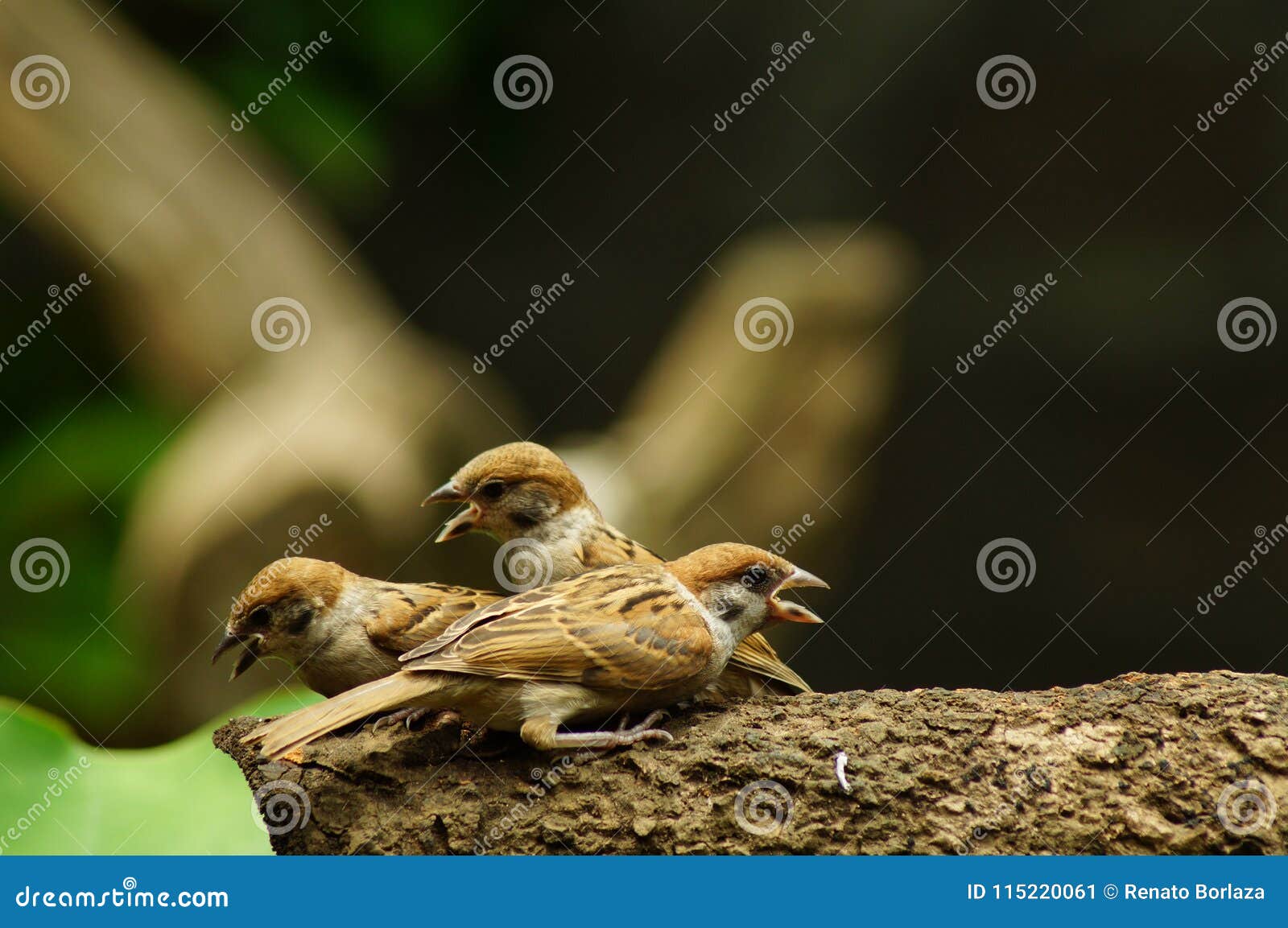 Gruppe Von Philippine Maya Bird Eurasian Tree Sparrow Oder Passer ...