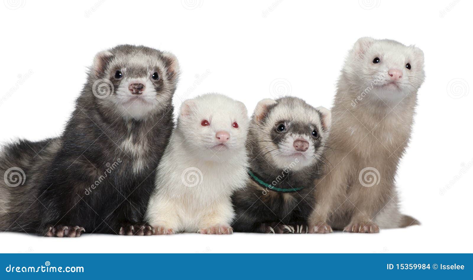 Gruppe von vier Frettchen stockfoto. Bild von schauen - 15359984